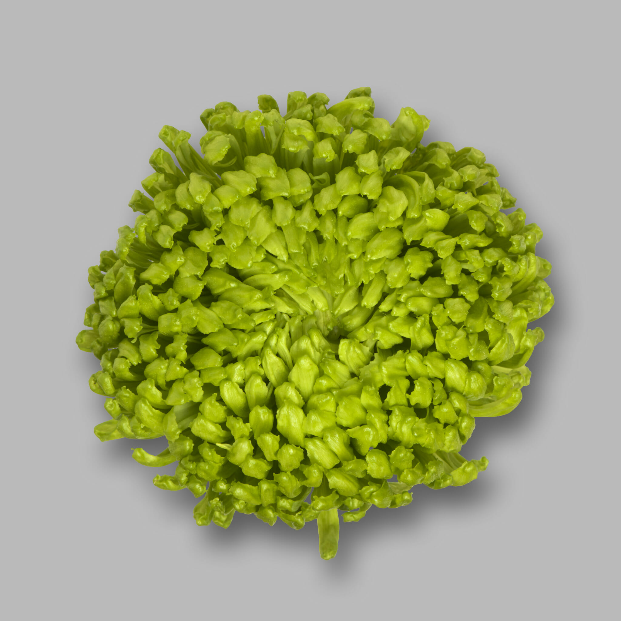 Sortiment; alle derzeit erhältlichen Chrysanthemen - Just Chrys
