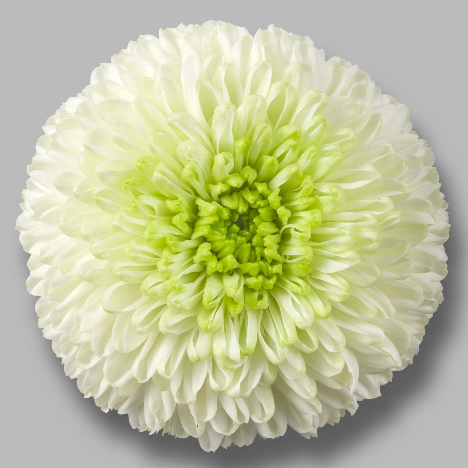 Sortiment; alle derzeit erhältlichen Chrysanthemen - Just Chrys