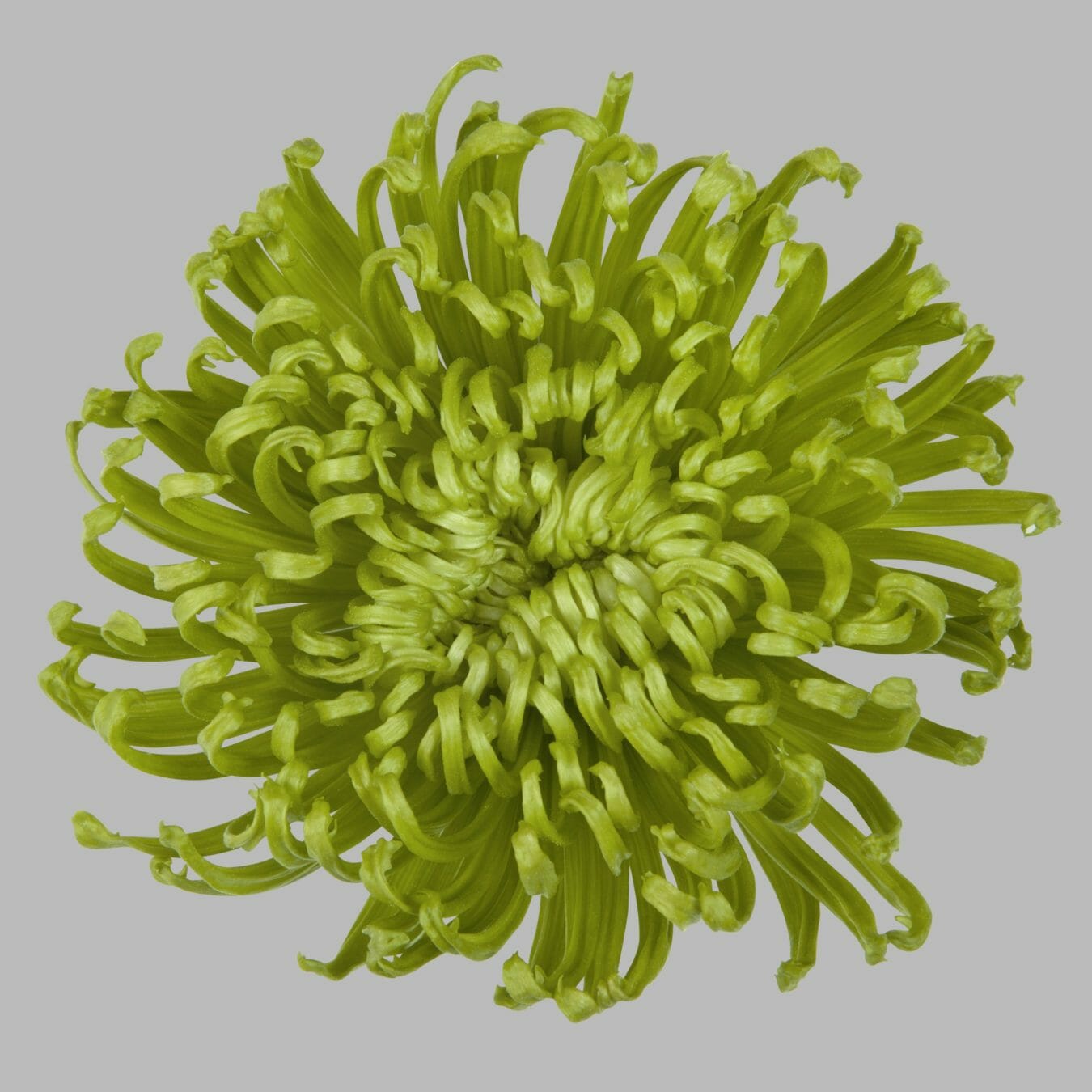 Assortiment; alle chrysanten van dit moment - Just Chrys