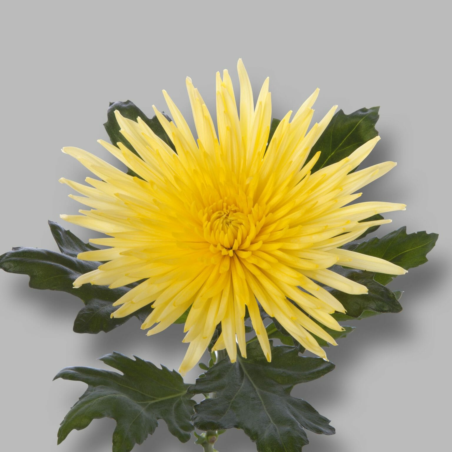 Anastasia® Sunny - Just Chrys