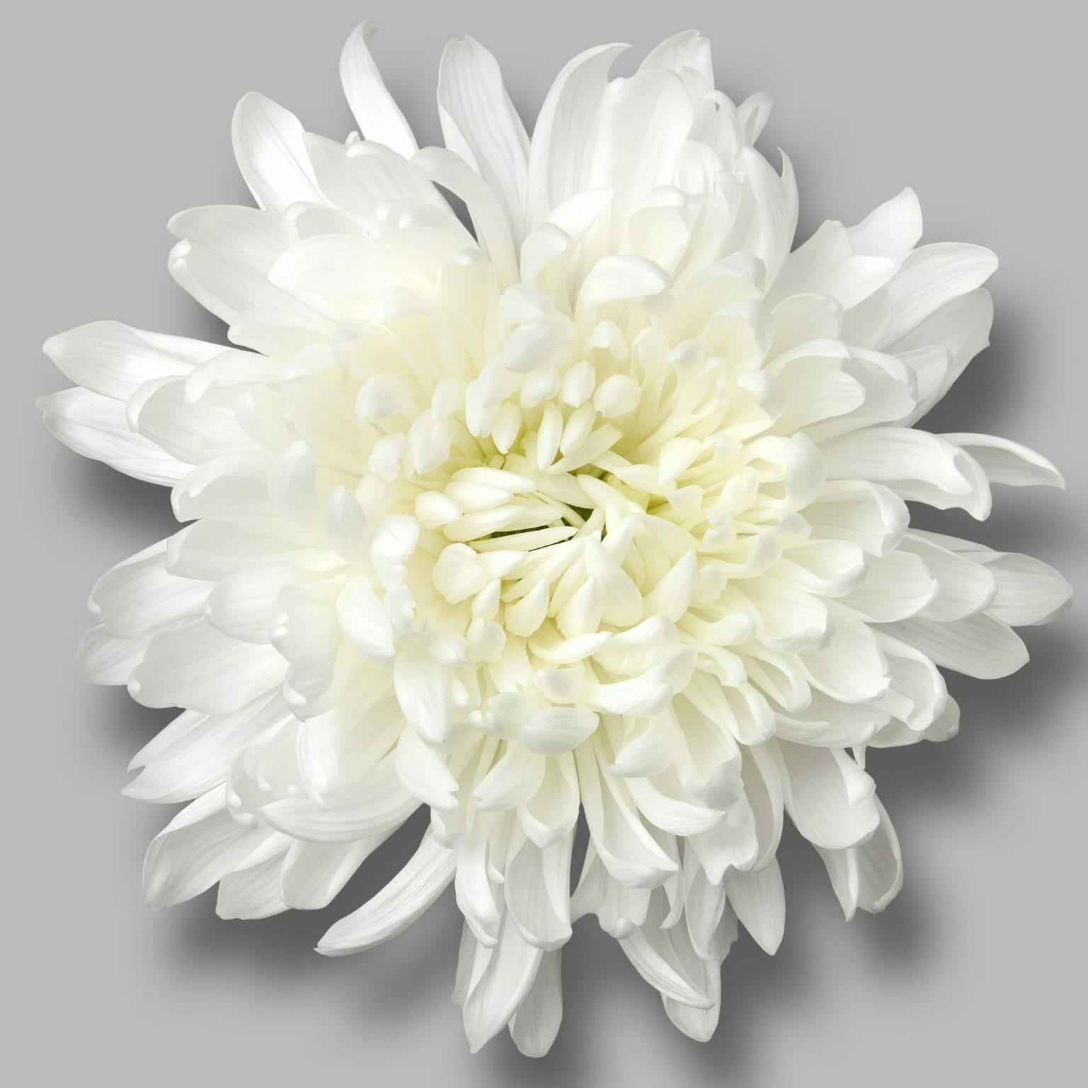 Assortiment; alle chrysanten van dit moment - Just Chrys