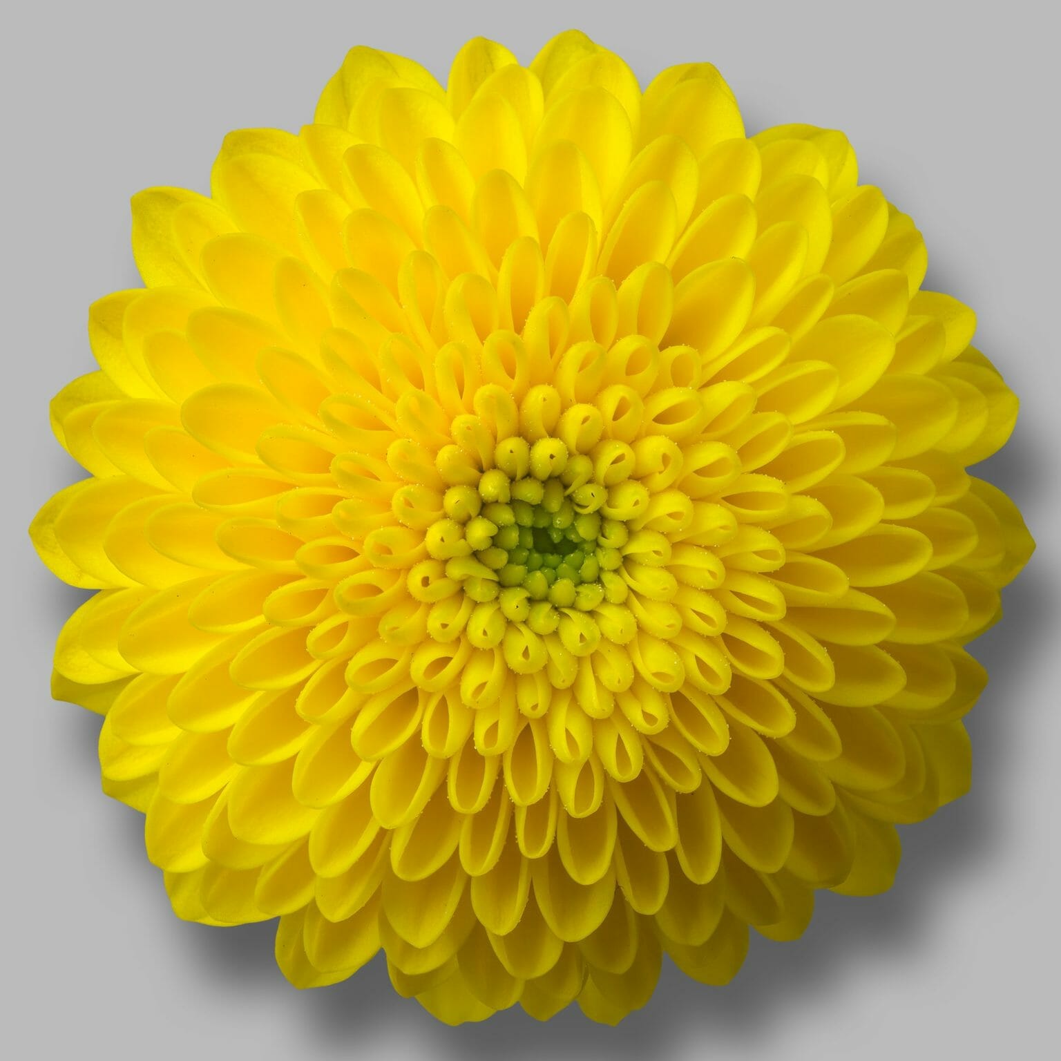 AAA Aurinko - Just Chrys