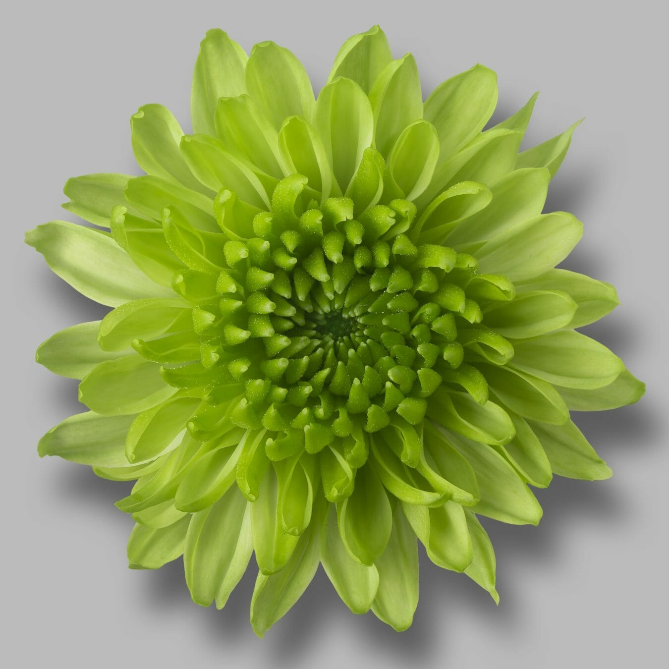 Assortiment; alle chrysanten van dit moment - Just Chrys