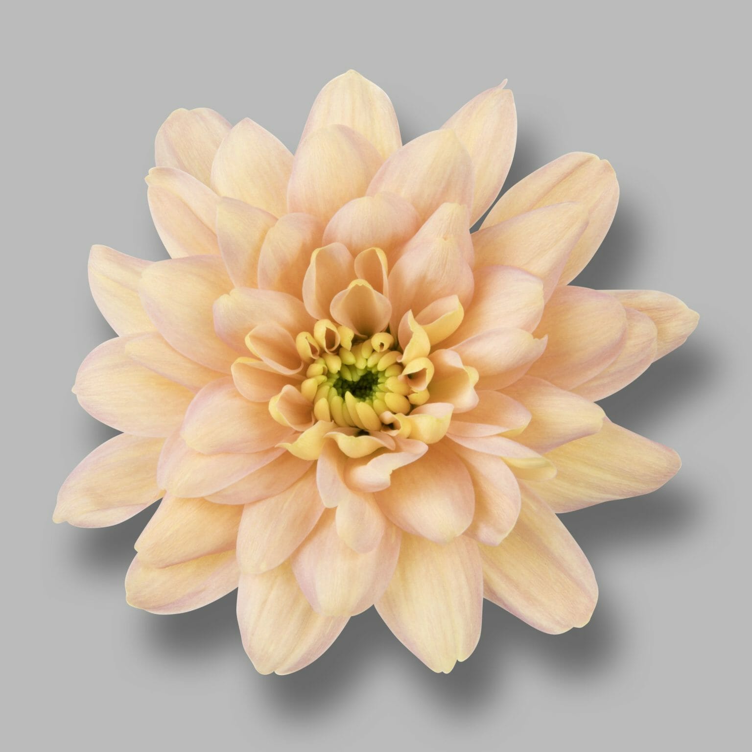 Assortiment; alle chrysanten van dit moment - Just Chrys