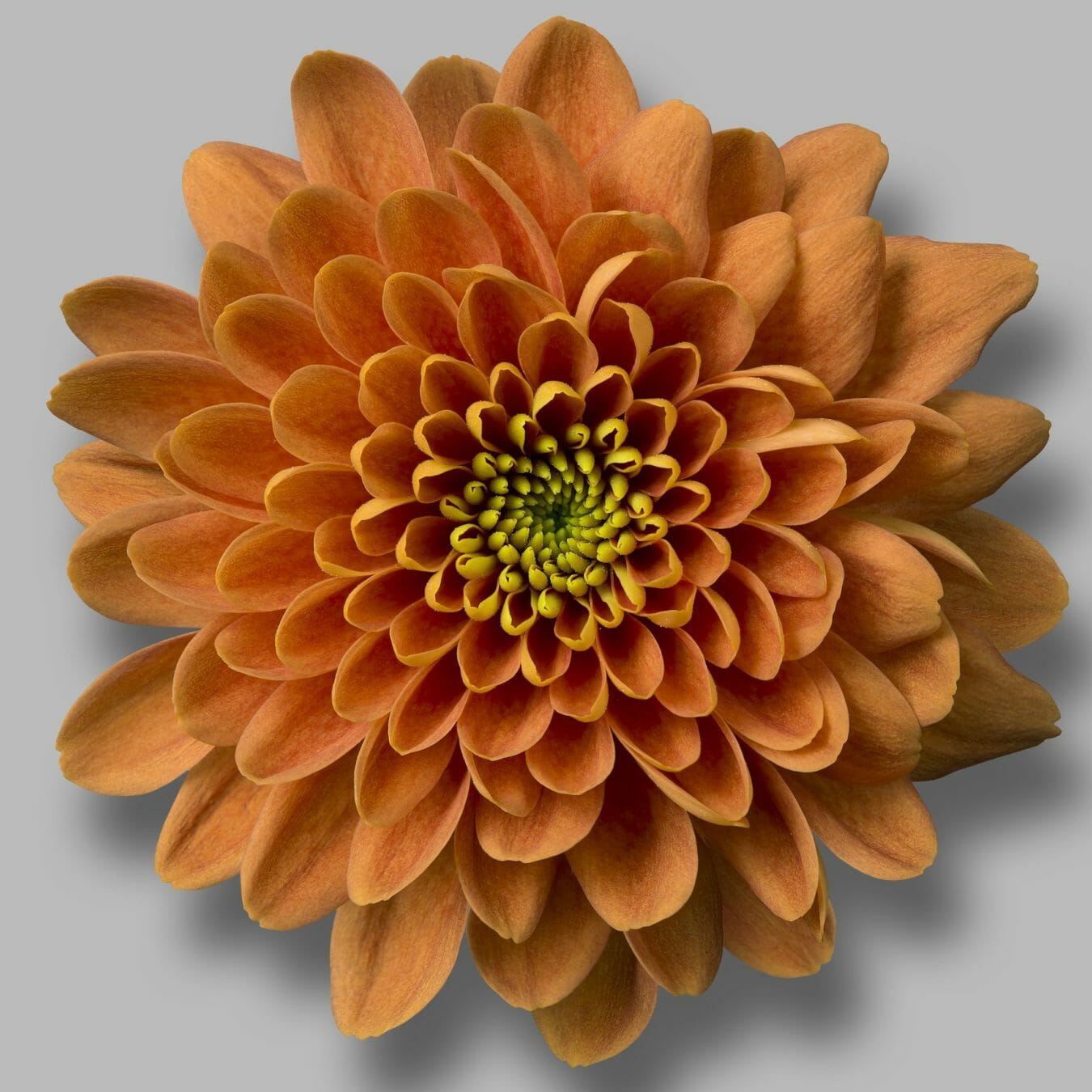 Assortiment; alle chrysanten van dit moment - Just Chrys