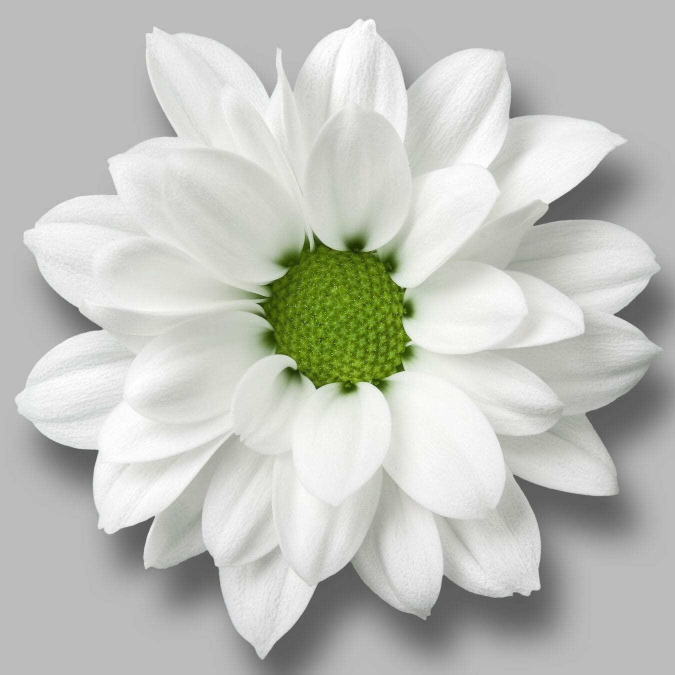 Assortiment : tous les chrysanthème du moment - Just Chrys