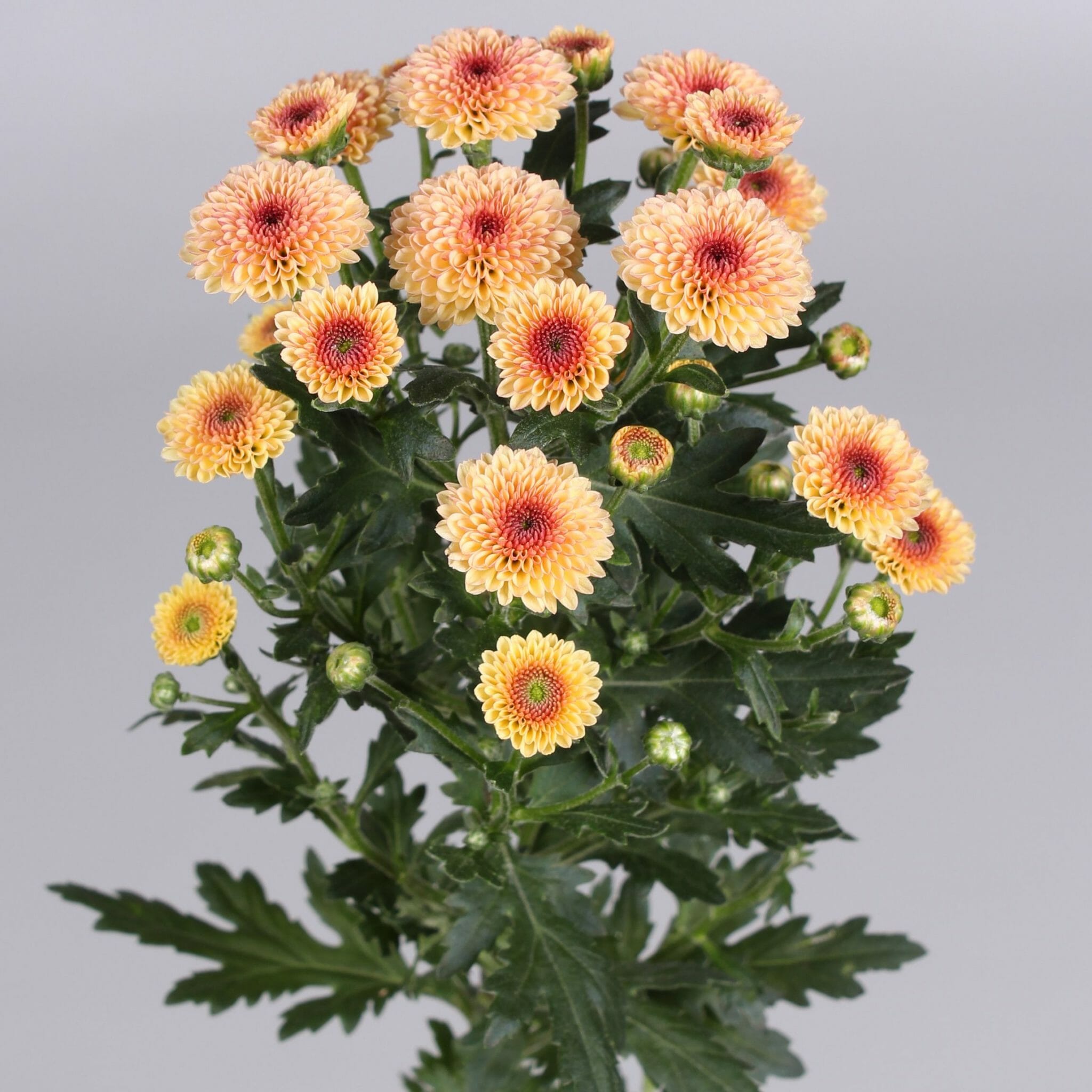 Calimero Apricot - Just Chrys