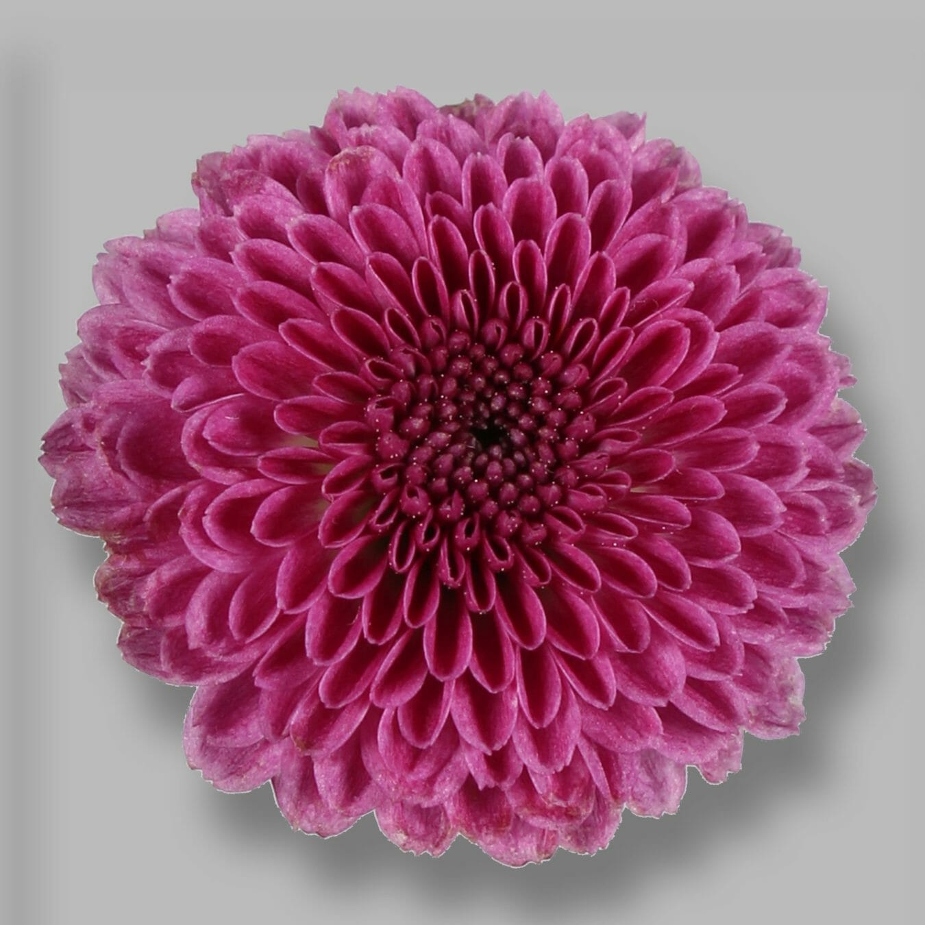 Assortiment : tous les chrysanthème du moment - Just Chrys