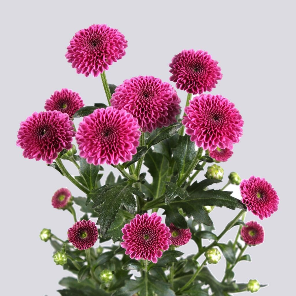 Calimero Dark Pink - Just Chrys