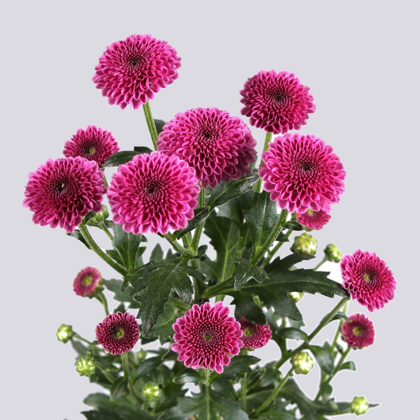 Calimero Dark Pink - Just Chrys