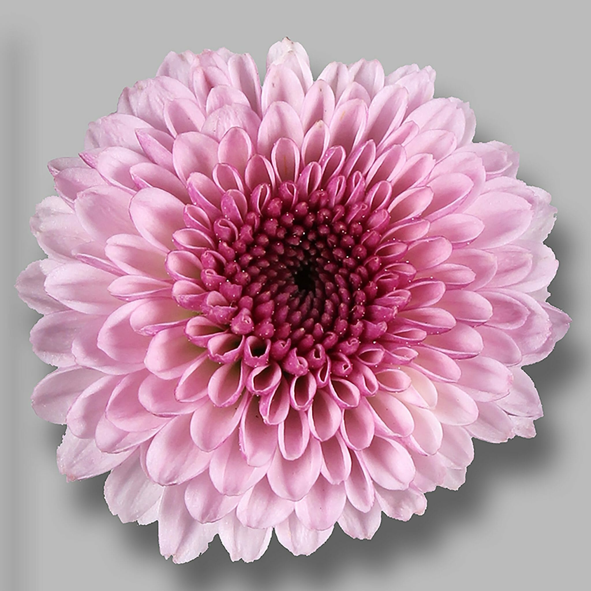 Assortiment : tous les chrysanthème du moment - Just Chrys