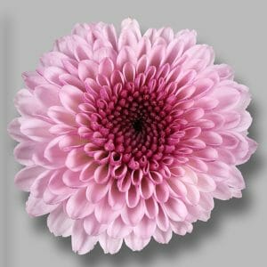 Assortiment : tous les chrysanthème du moment - Just Chrys