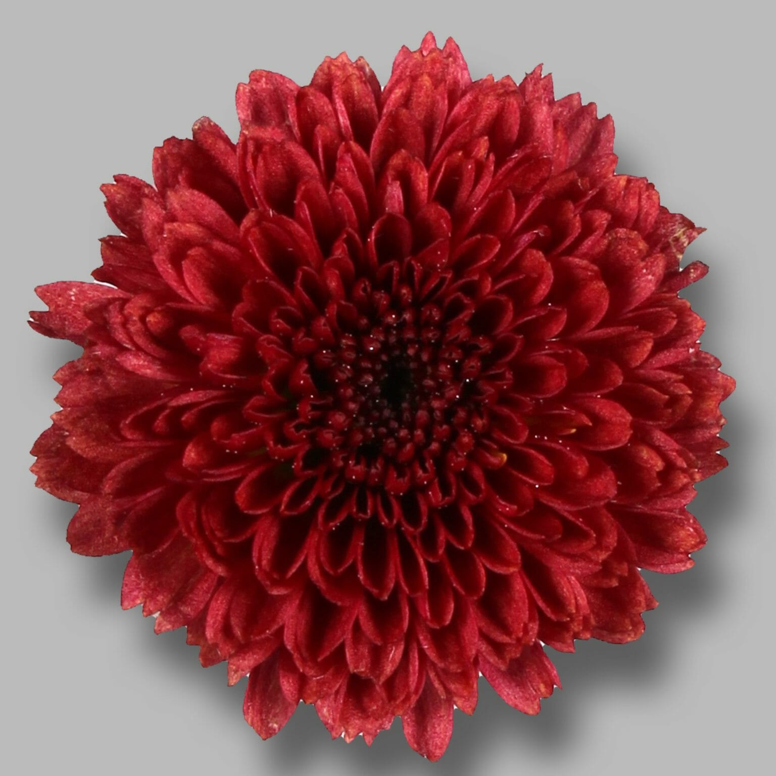 Assortiment : tous les chrysanthème du moment - Just Chrys