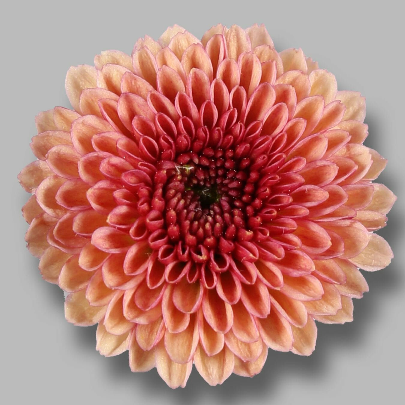 Calimero Salmon - Just Chrys