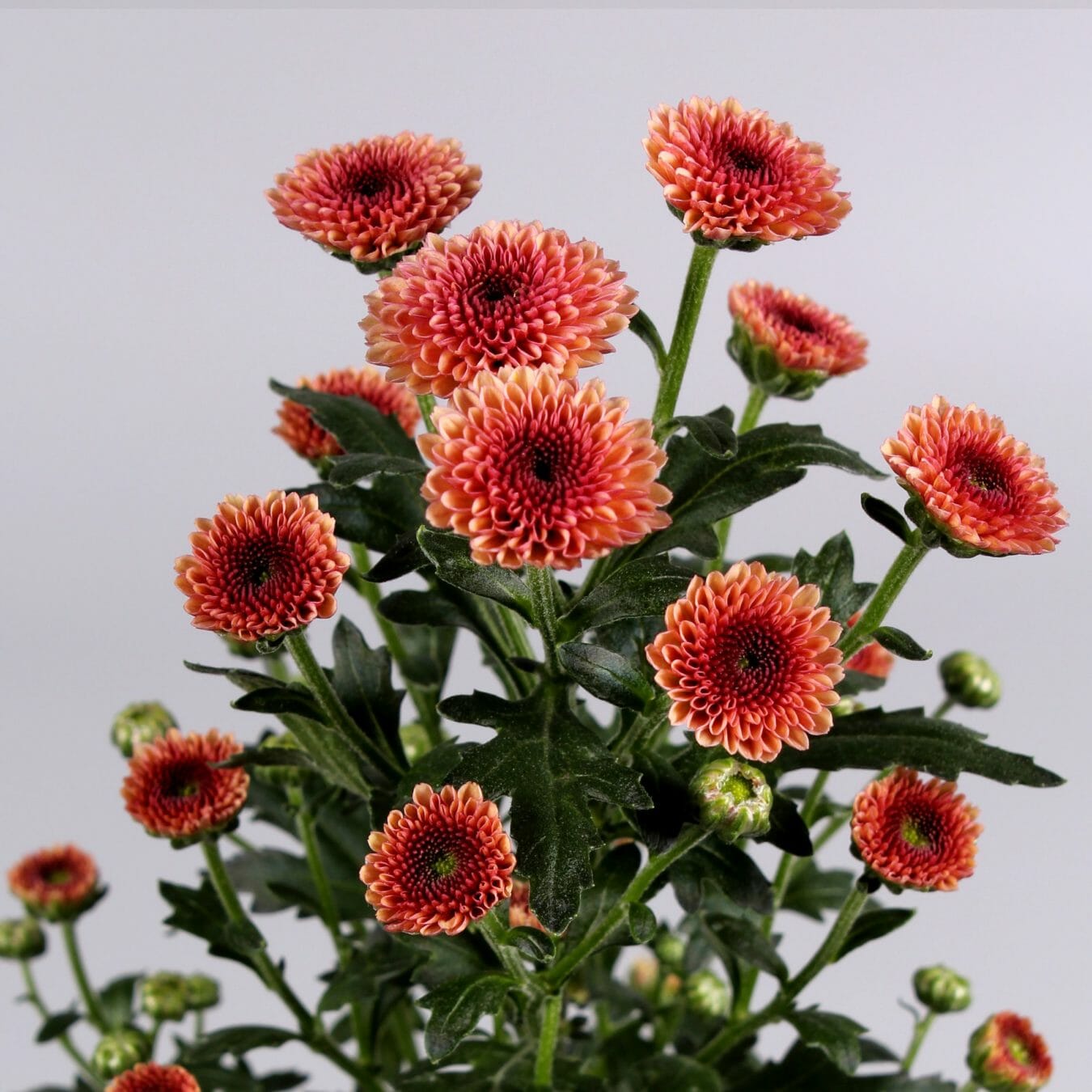 Calimero Salmon - Just Chrys