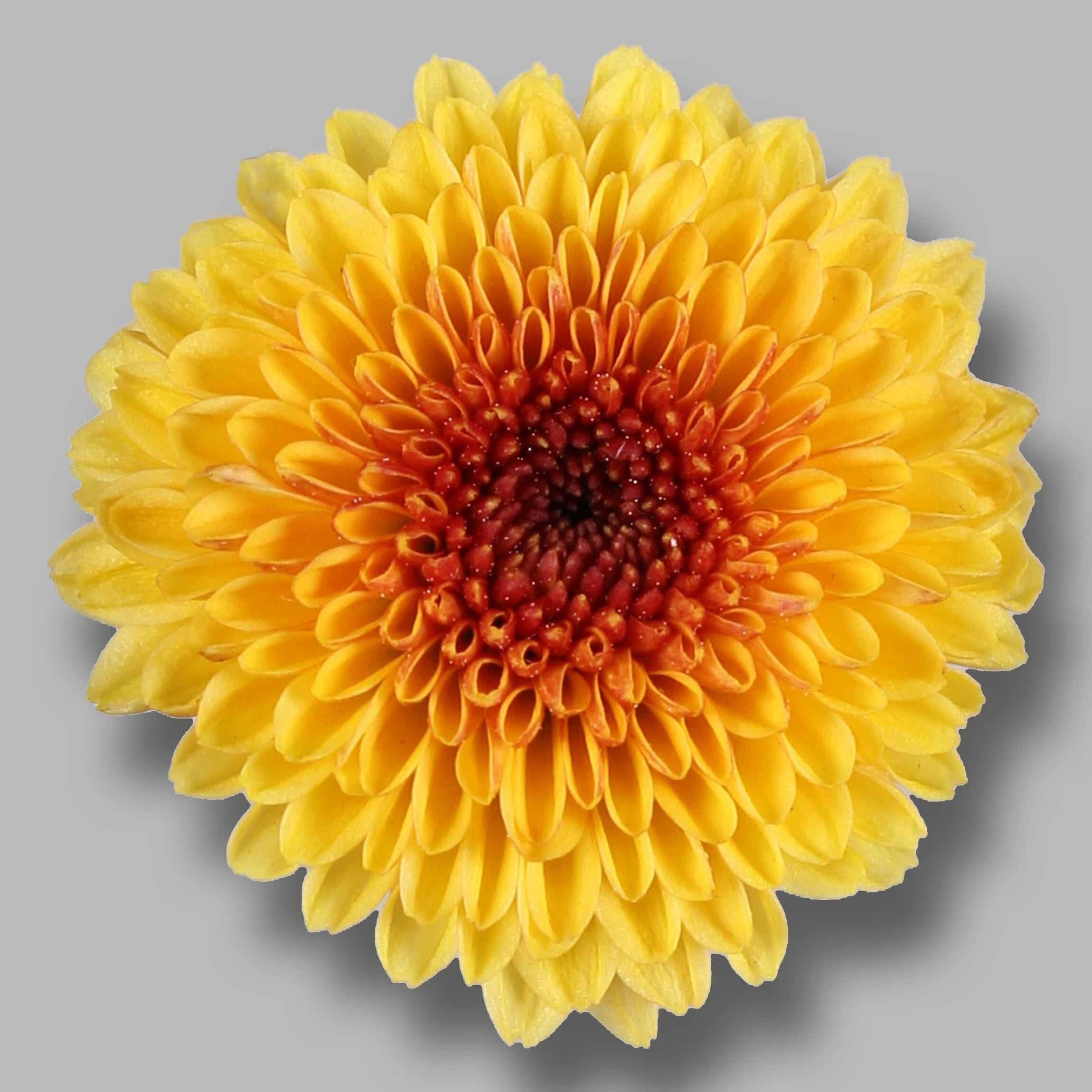 Calimero Shiny - Just Chrys