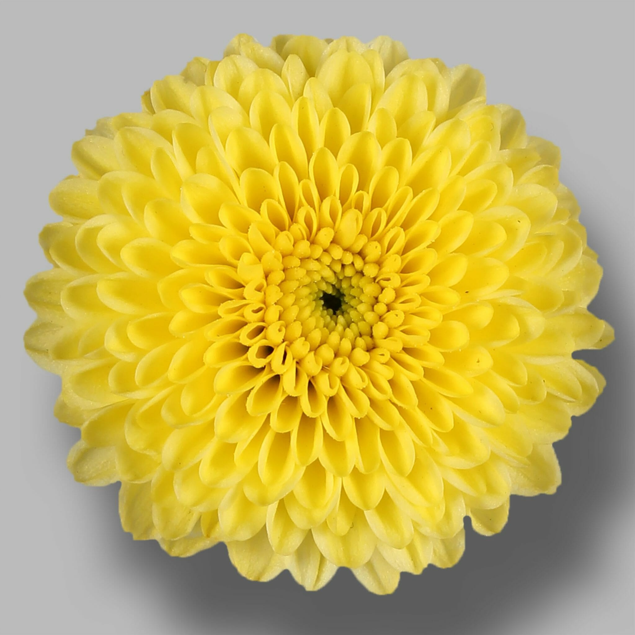 Assortiment : tous les chrysanthème du moment - Just Chrys
