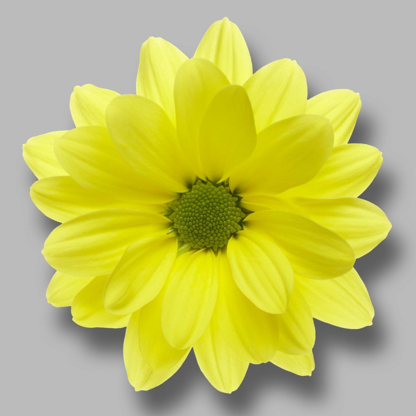 Sortiment; alle derzeit erhältlichen Chrysanthemen - Just Chrys
