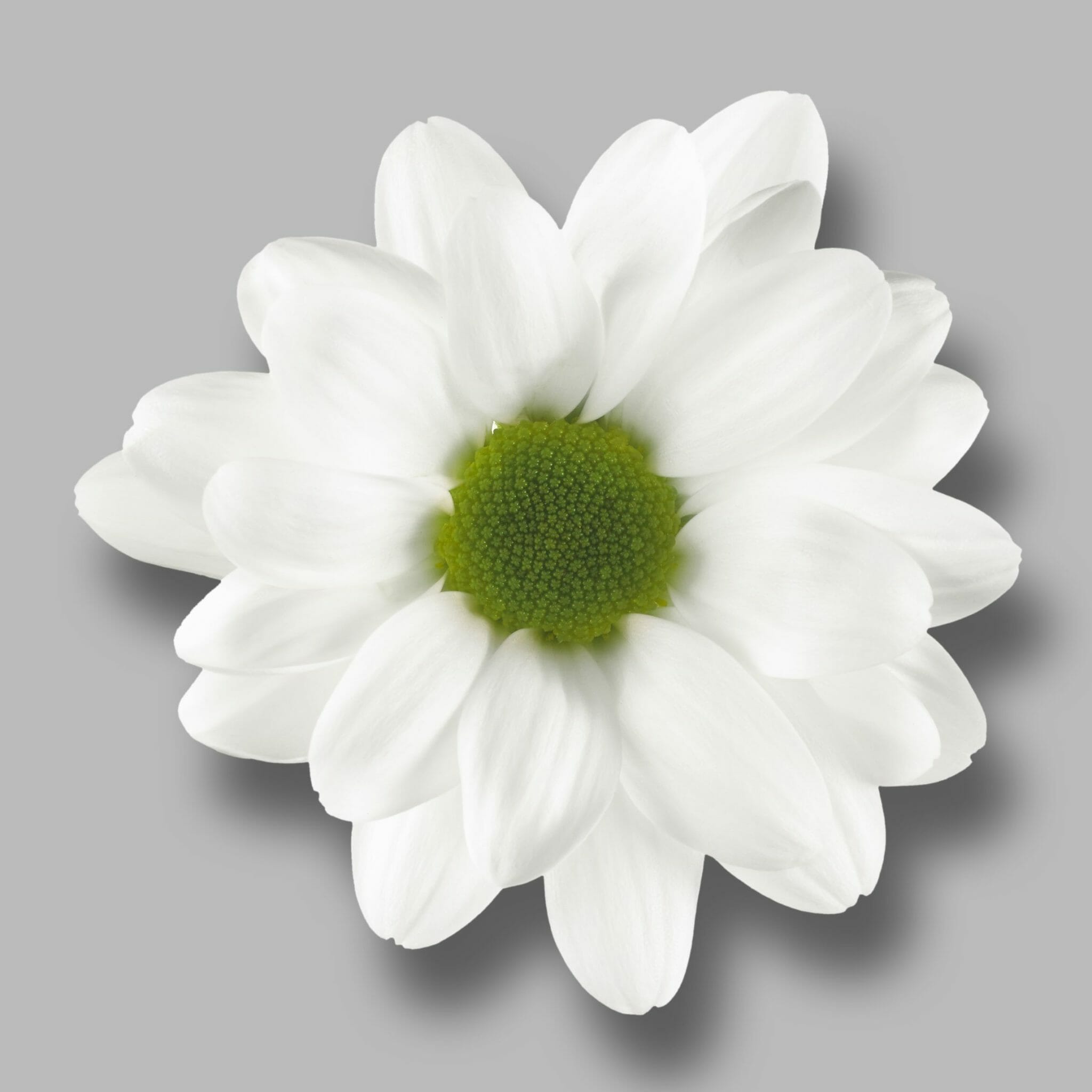 Sortiment; alle derzeit erhältlichen Chrysanthemen - Just Chrys