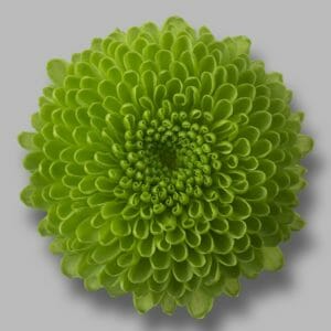 Assortiment : tous les chrysanthème du moment - Just Chrys