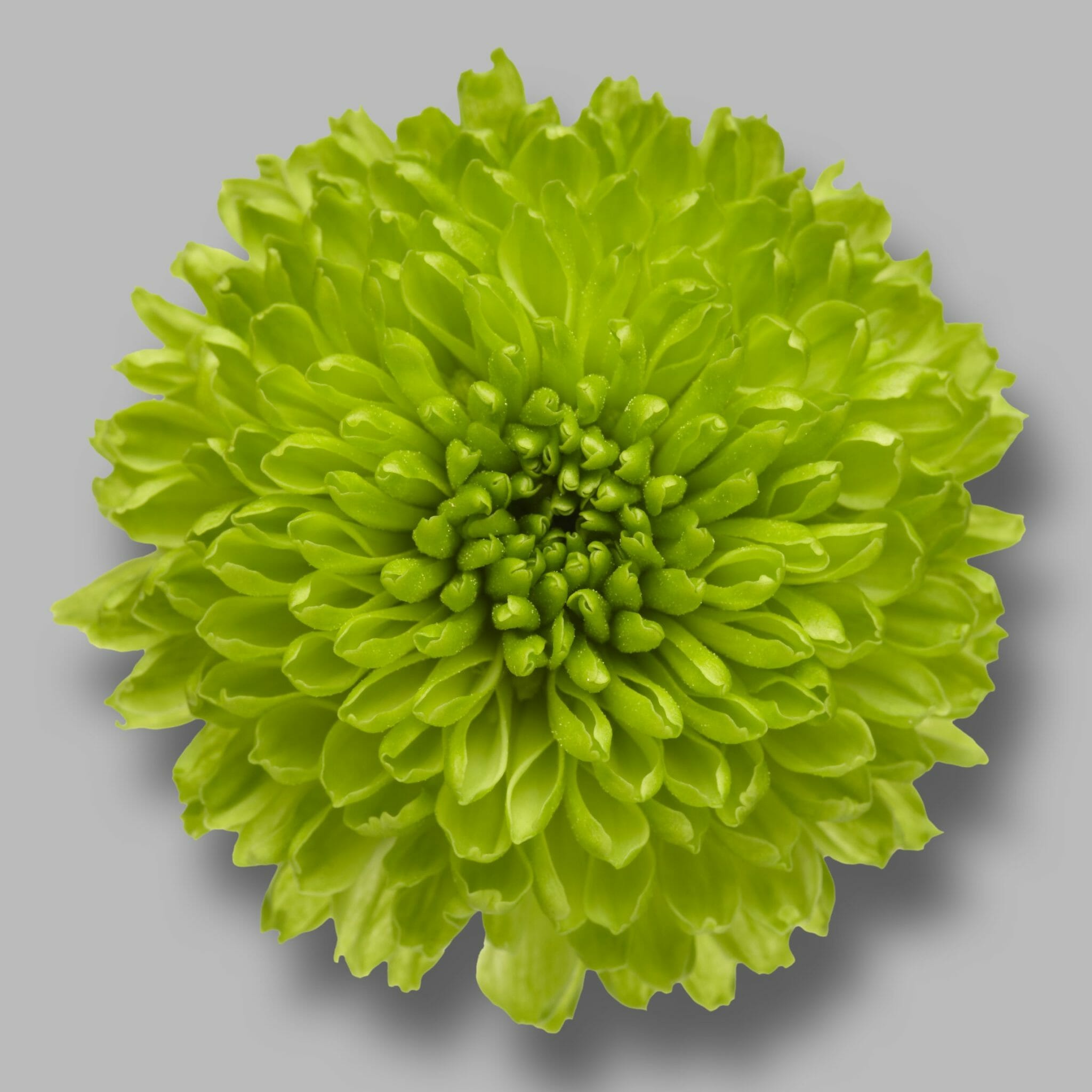 Sortiment; alle derzeit erhältlichen Chrysanthemen - Just Chrys