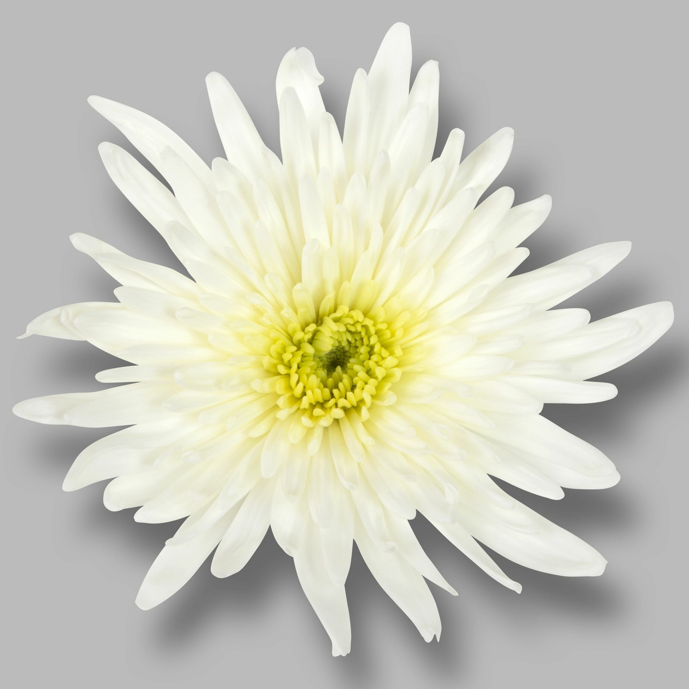 Delianne White - Just Chrys