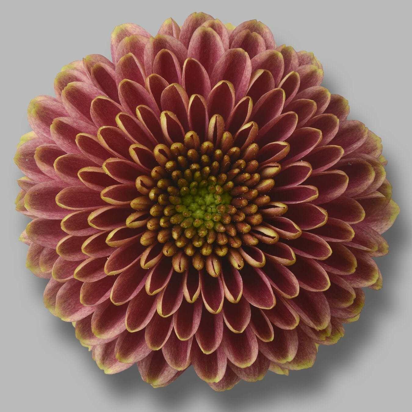 AAA Doria Cherry - Just Chrys