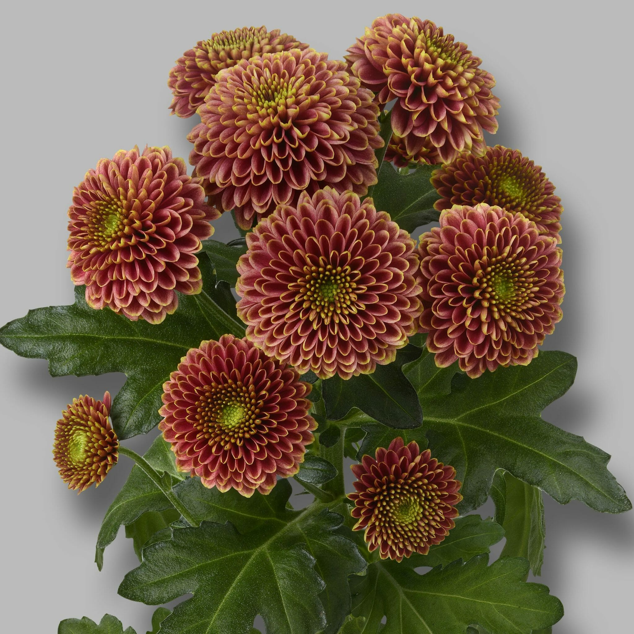 AAA Doria Cherry - Just Chrys