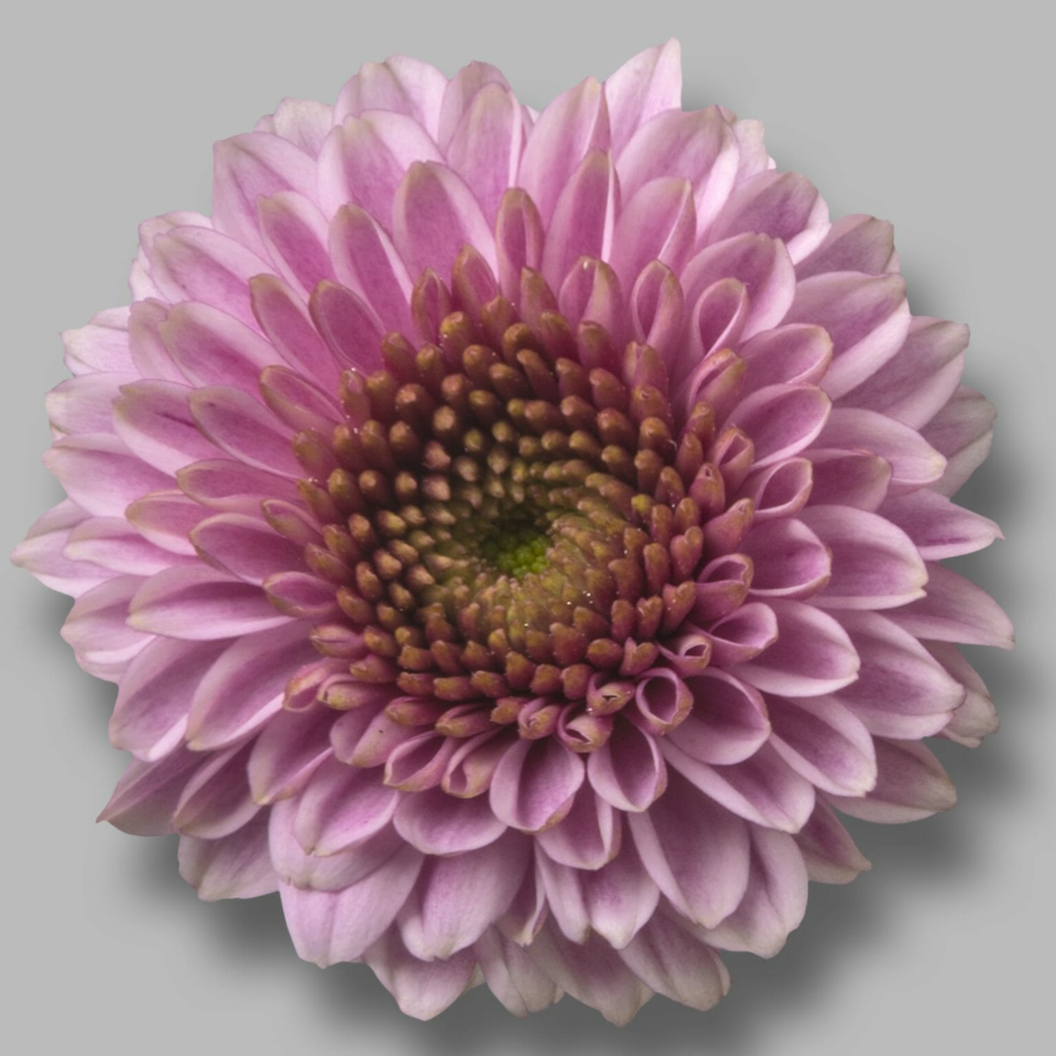 AAA Doria Pink - Just Chrys