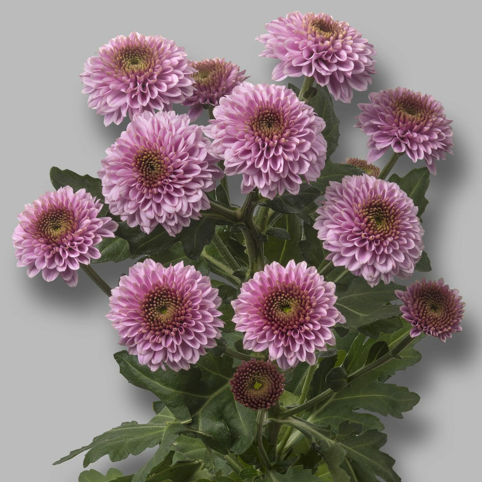 AAA Doria Pink - Just Chrys