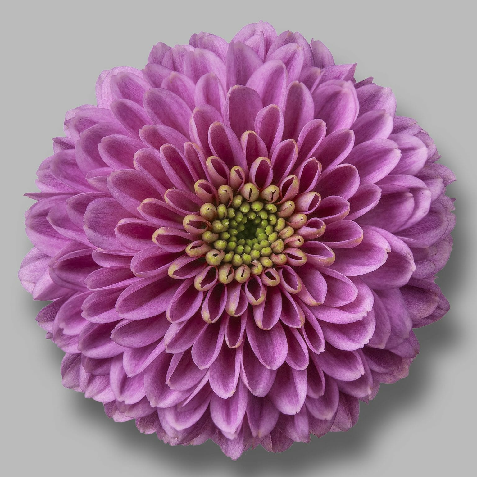 Sortiment; alle derzeit erhältlichen Chrysanthemen - Just Chrys