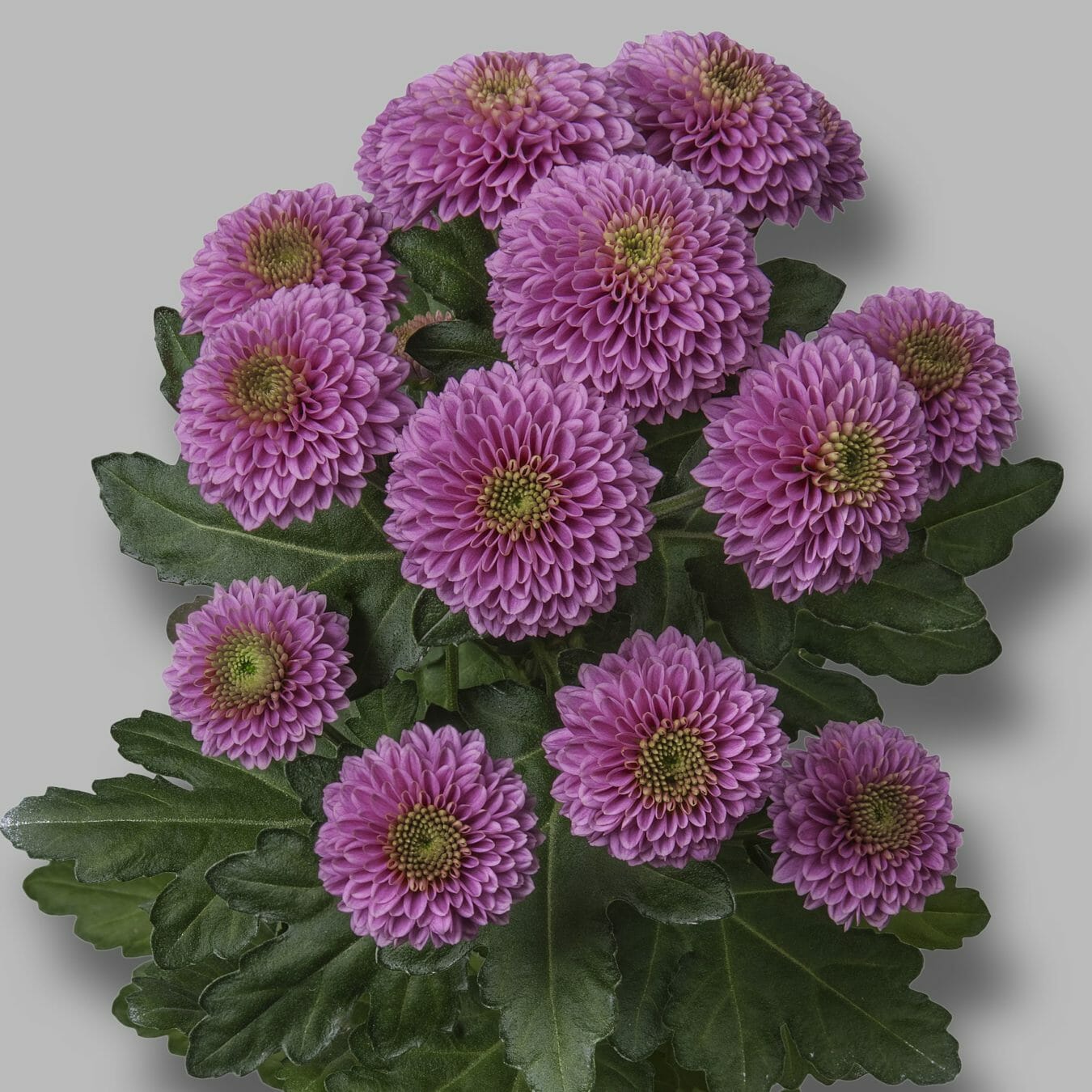 AAA Doria - Just Chrys