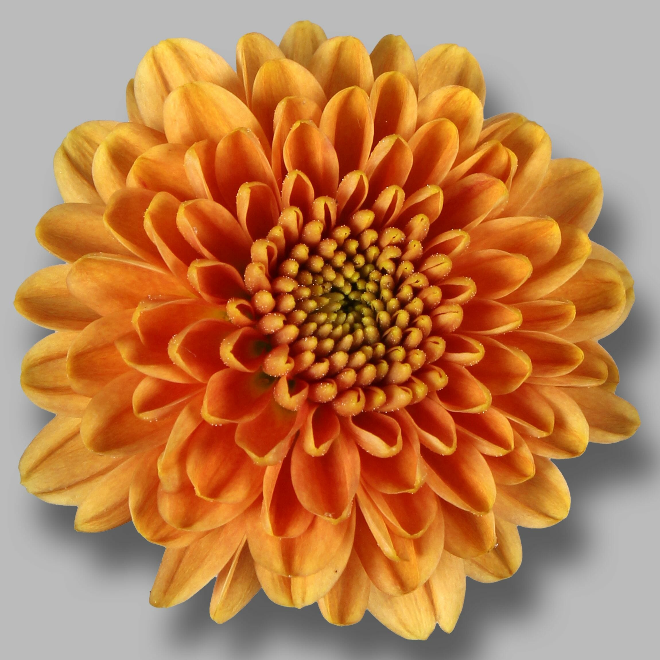 Ellison Orange - Just Chrys