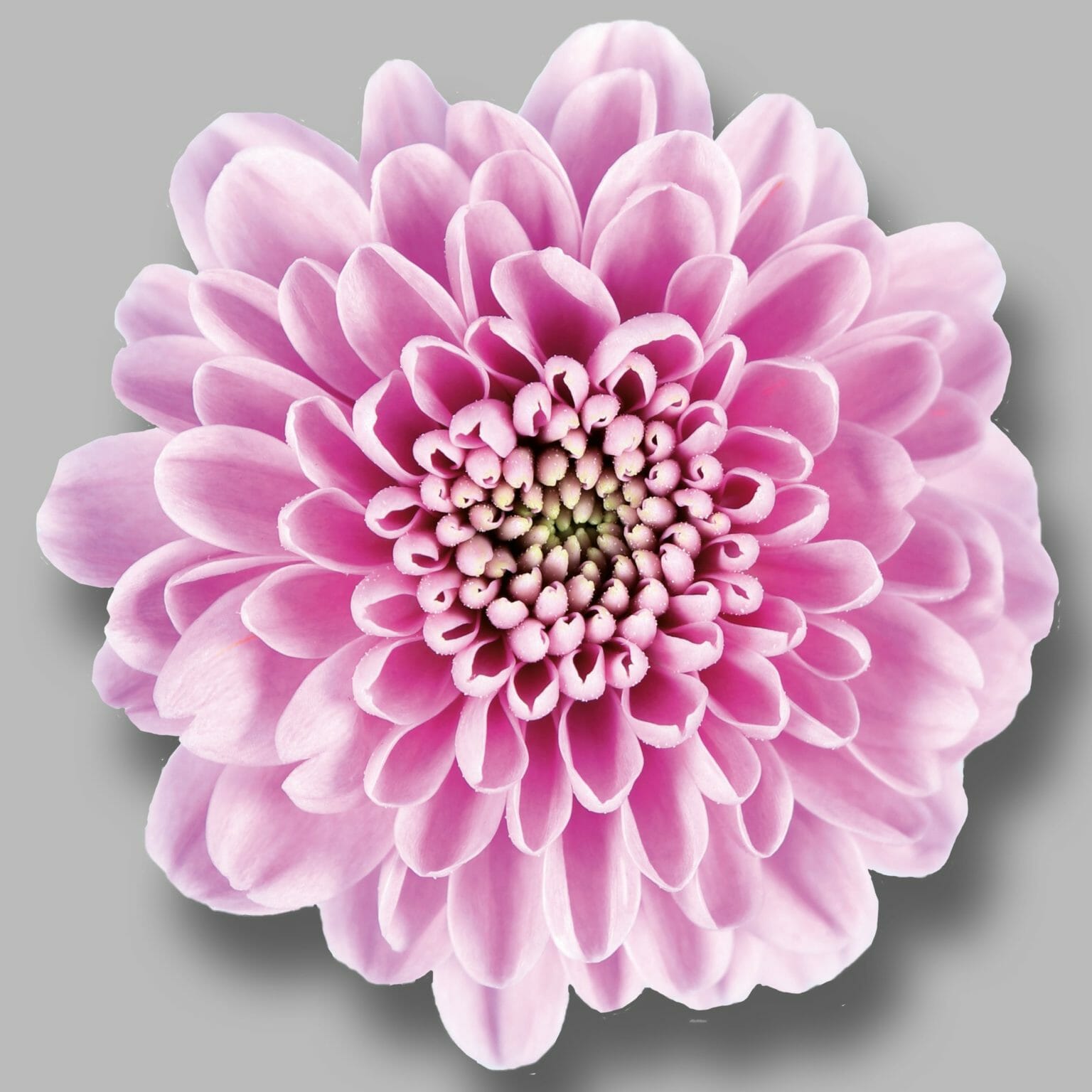 Sortiment; alle derzeit erhältlichen Chrysanthemen - Just Chrys