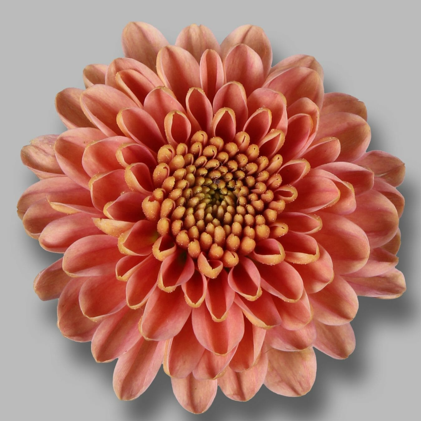 Ellison Salmon - Just Chrys