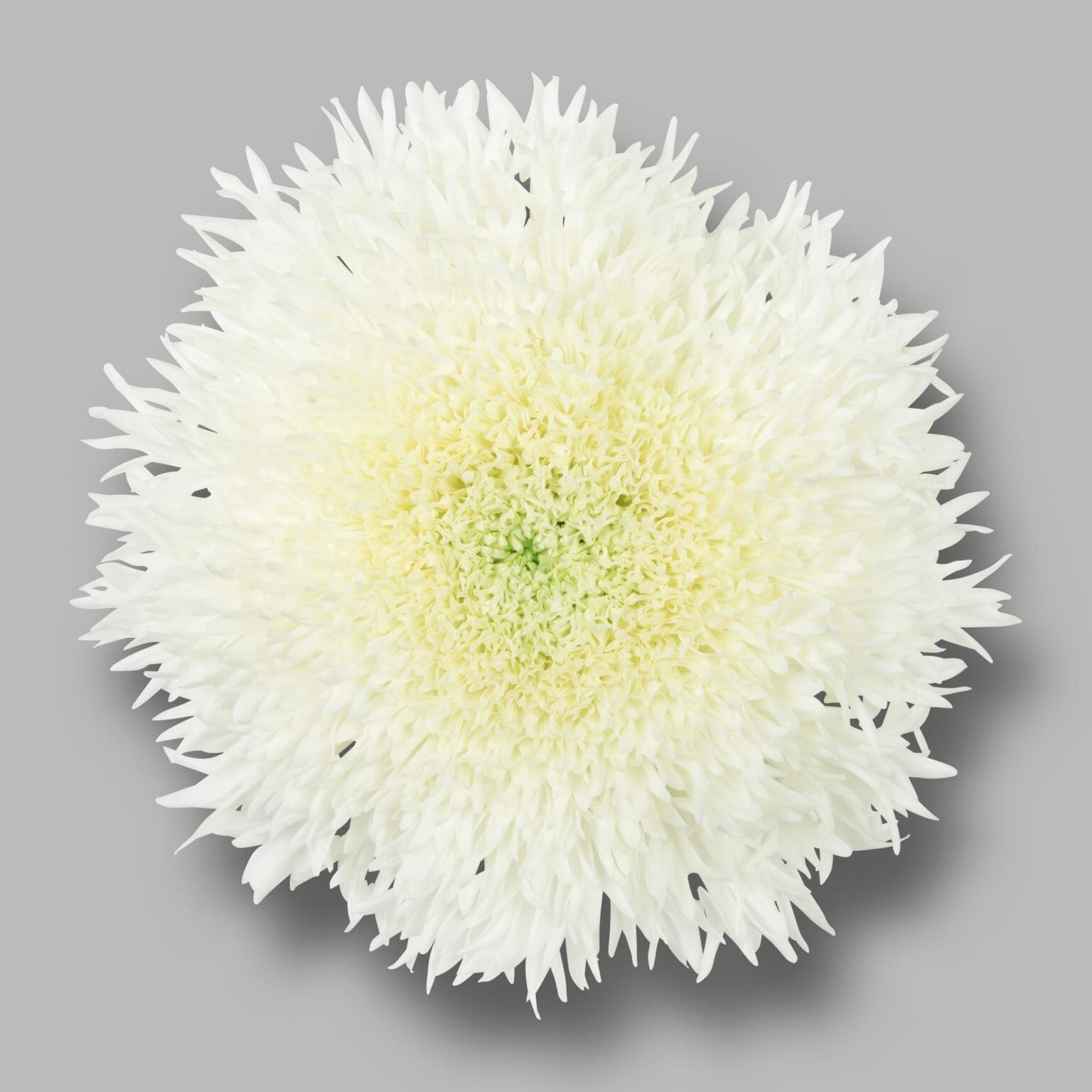 Sortiment; alle derzeit erhältlichen Chrysanthemen - Just Chrys