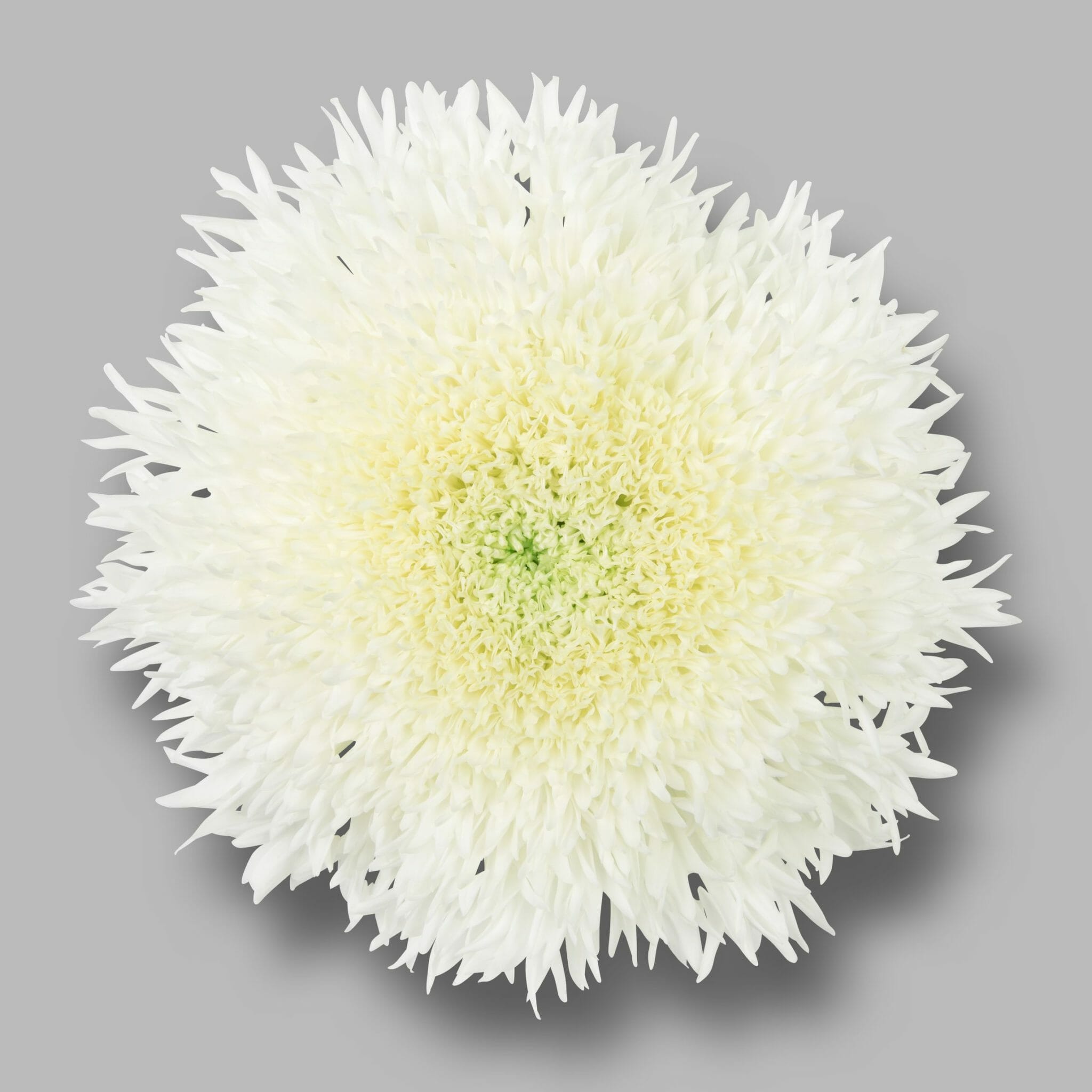 Etrusko White - Just Chrys