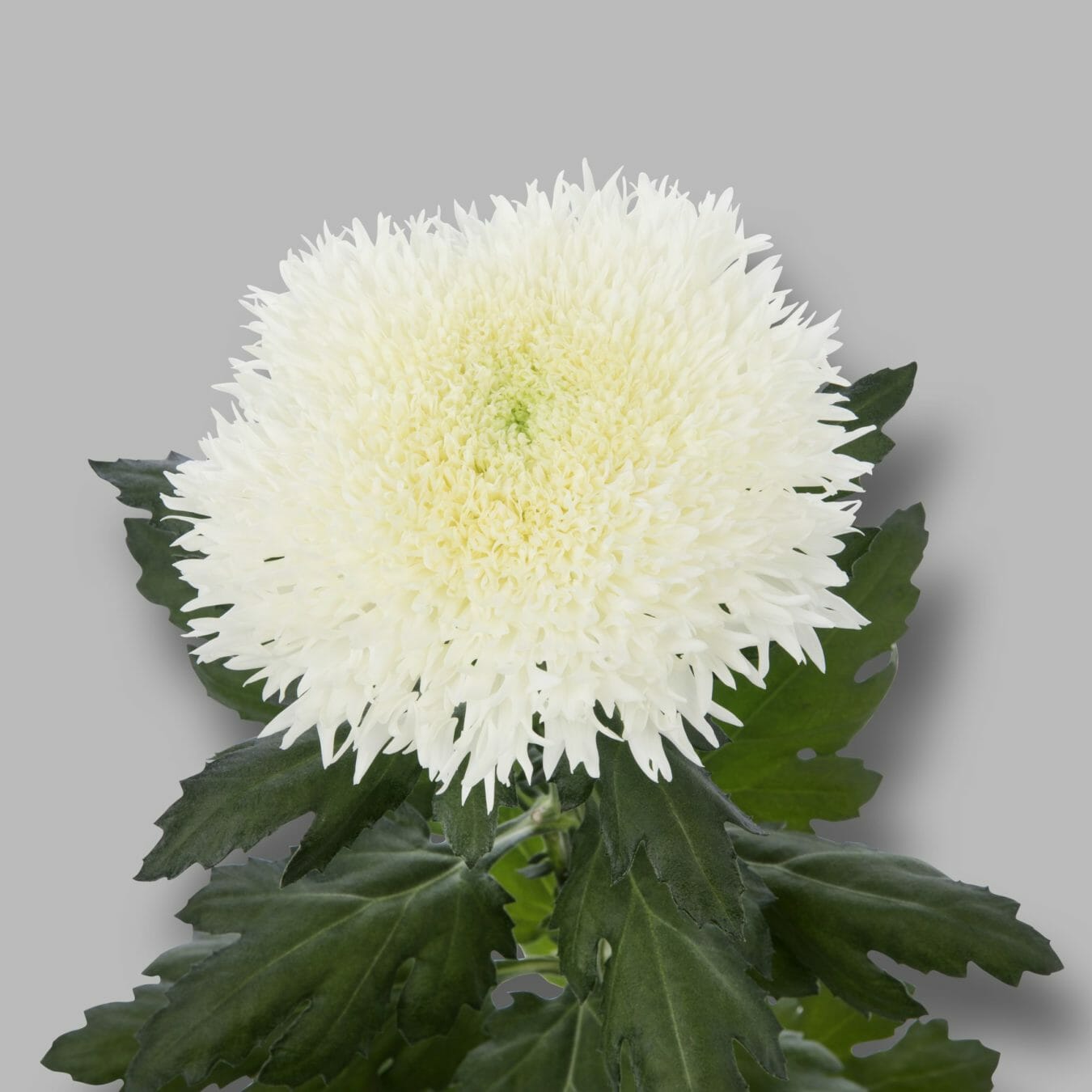 Etrusko White - Just Chrys