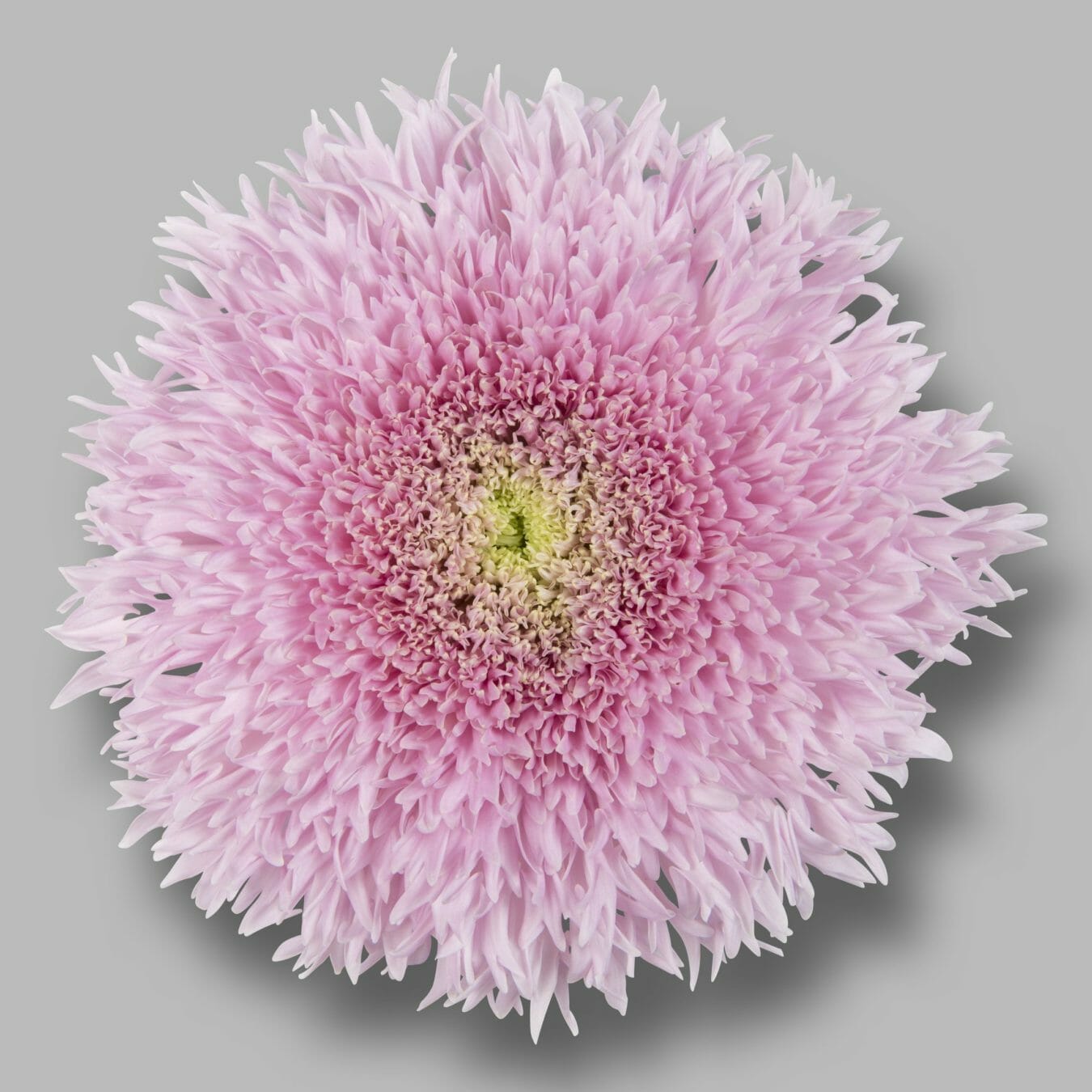 Etrusko - Just Chrys