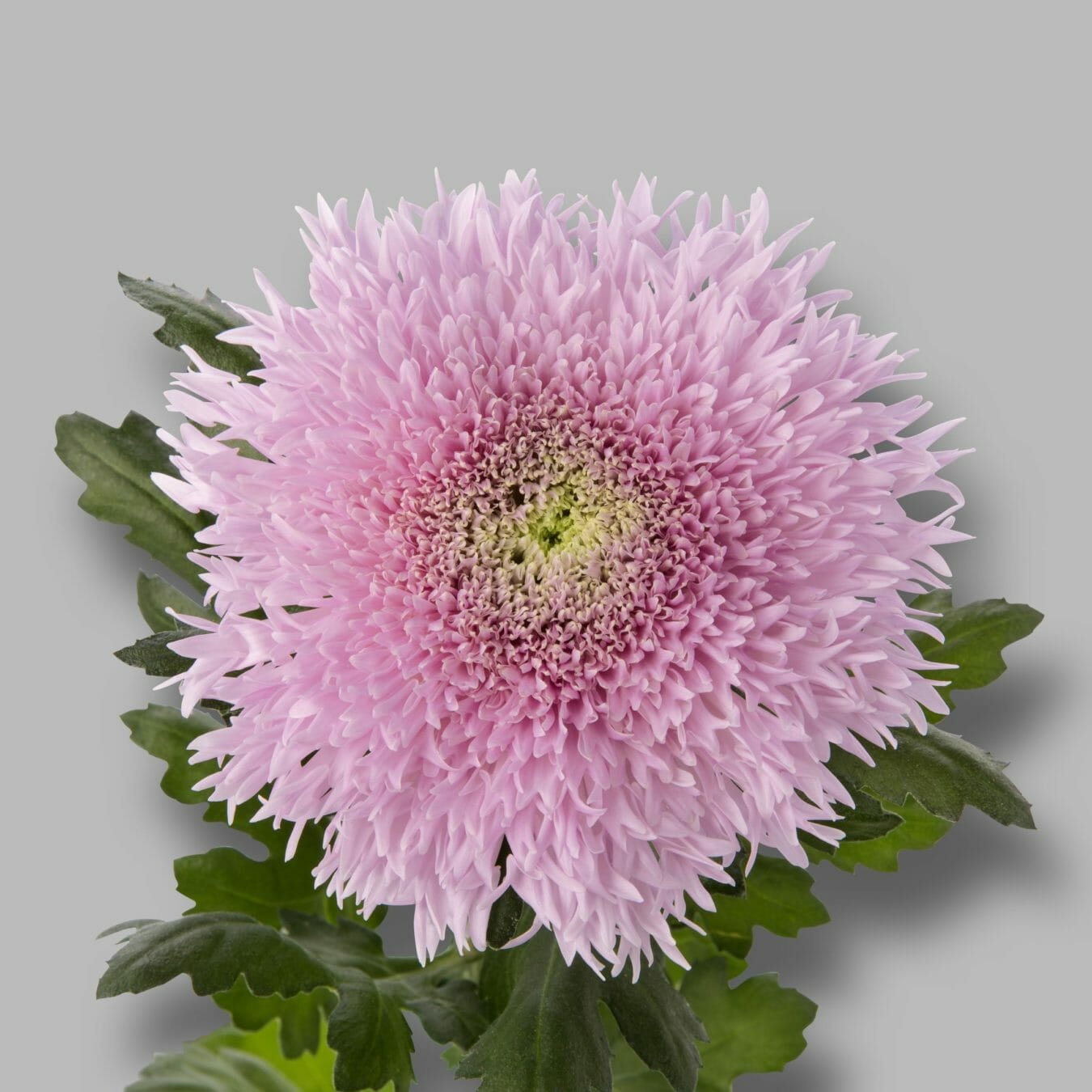 Etrusko - Just Chrys