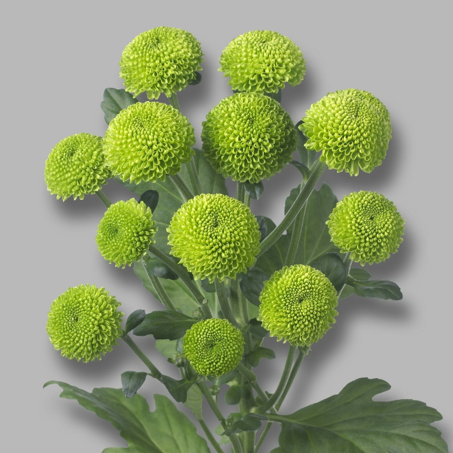 Feeling Green Dark - Just Chrys