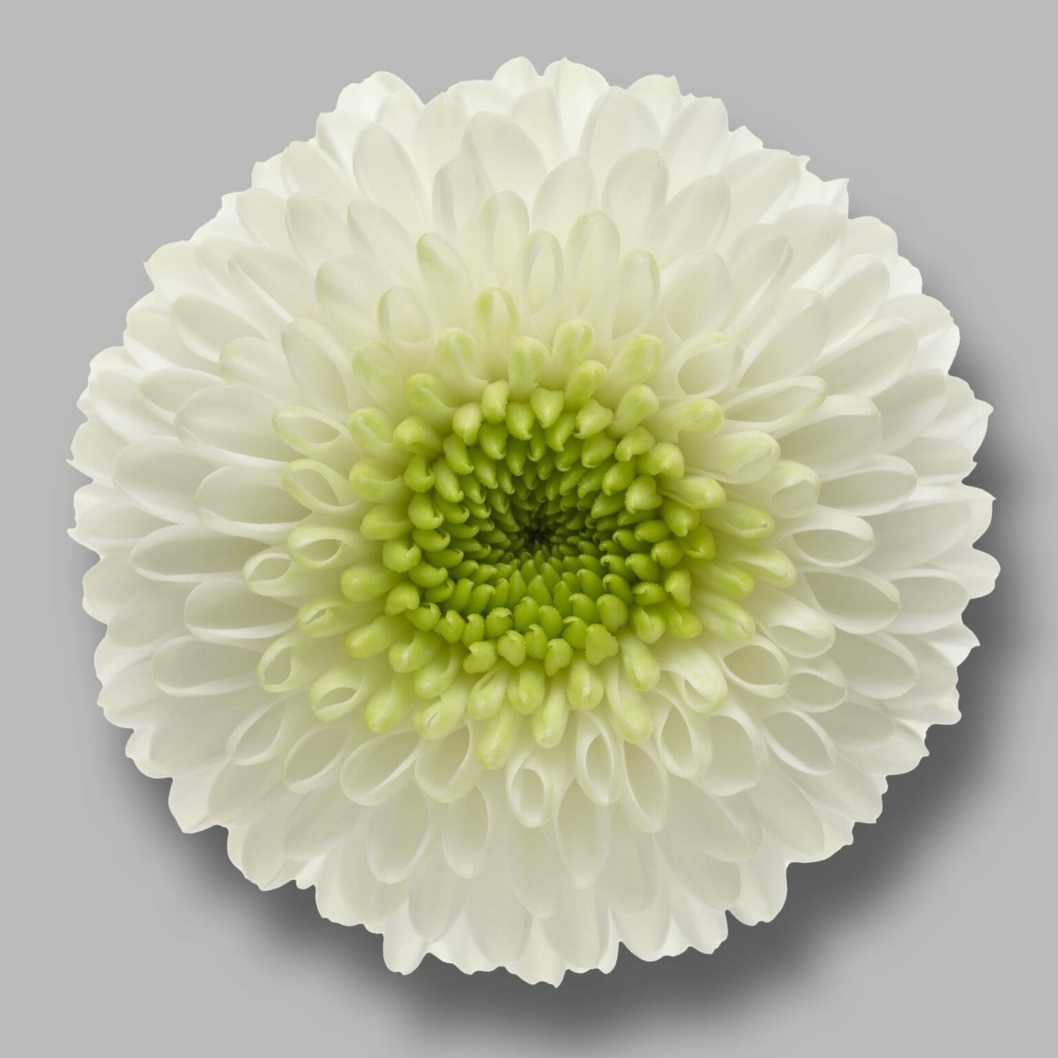 Assortiment : tous les chrysanthème du moment - Just Chrys