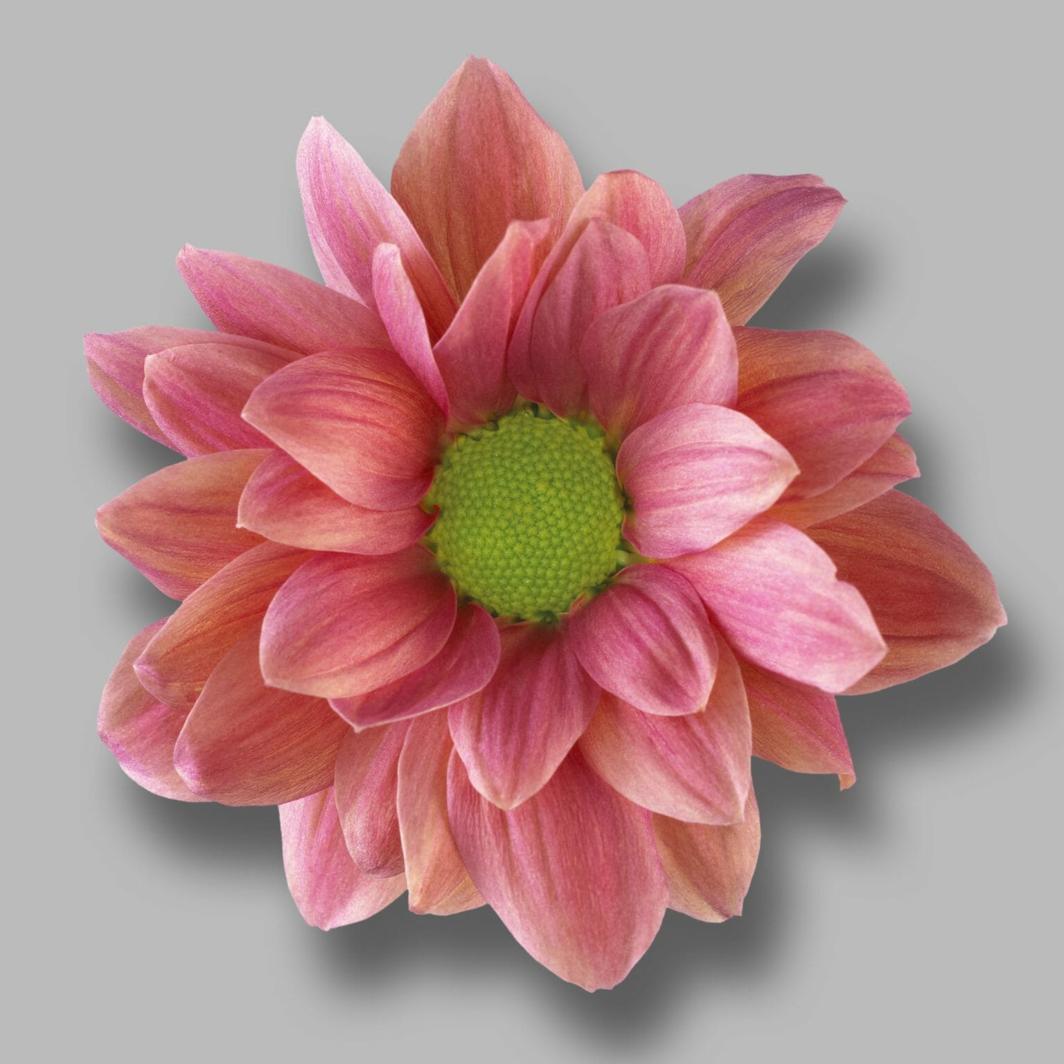 Assortiment : tous les chrysanthème du moment - Just Chrys