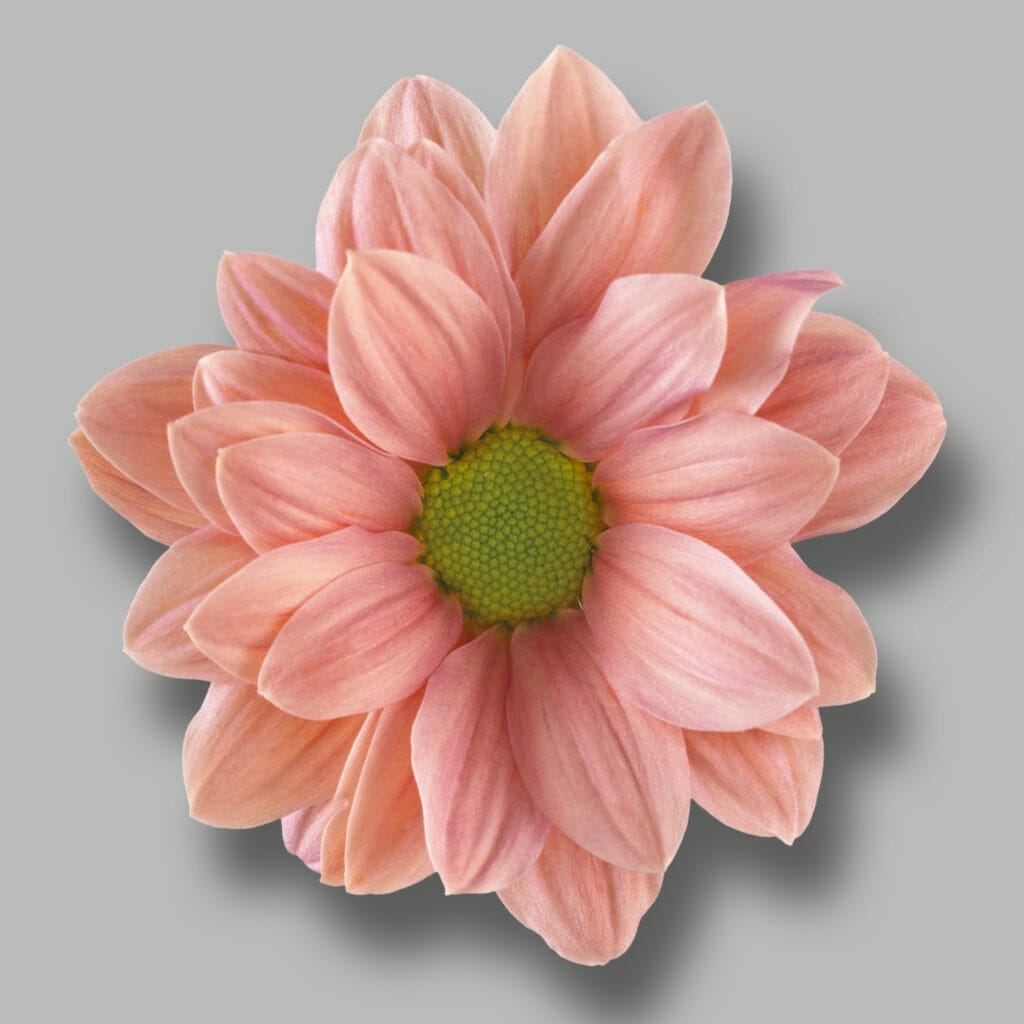 Assortiment; alle chrysanten van dit moment - Just Chrys