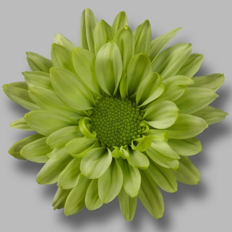 Range: all the current chrysanthemums | Just Chrys