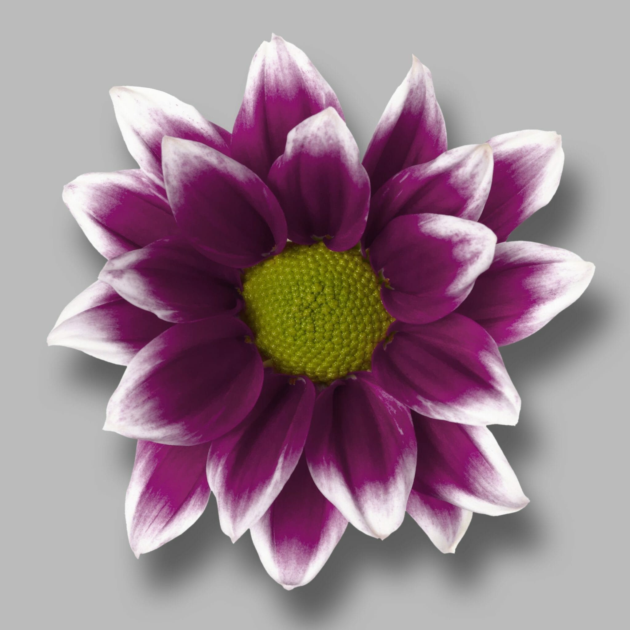 Sortiment; alle derzeit erhältlichen Chrysanthemen - Just Chrys