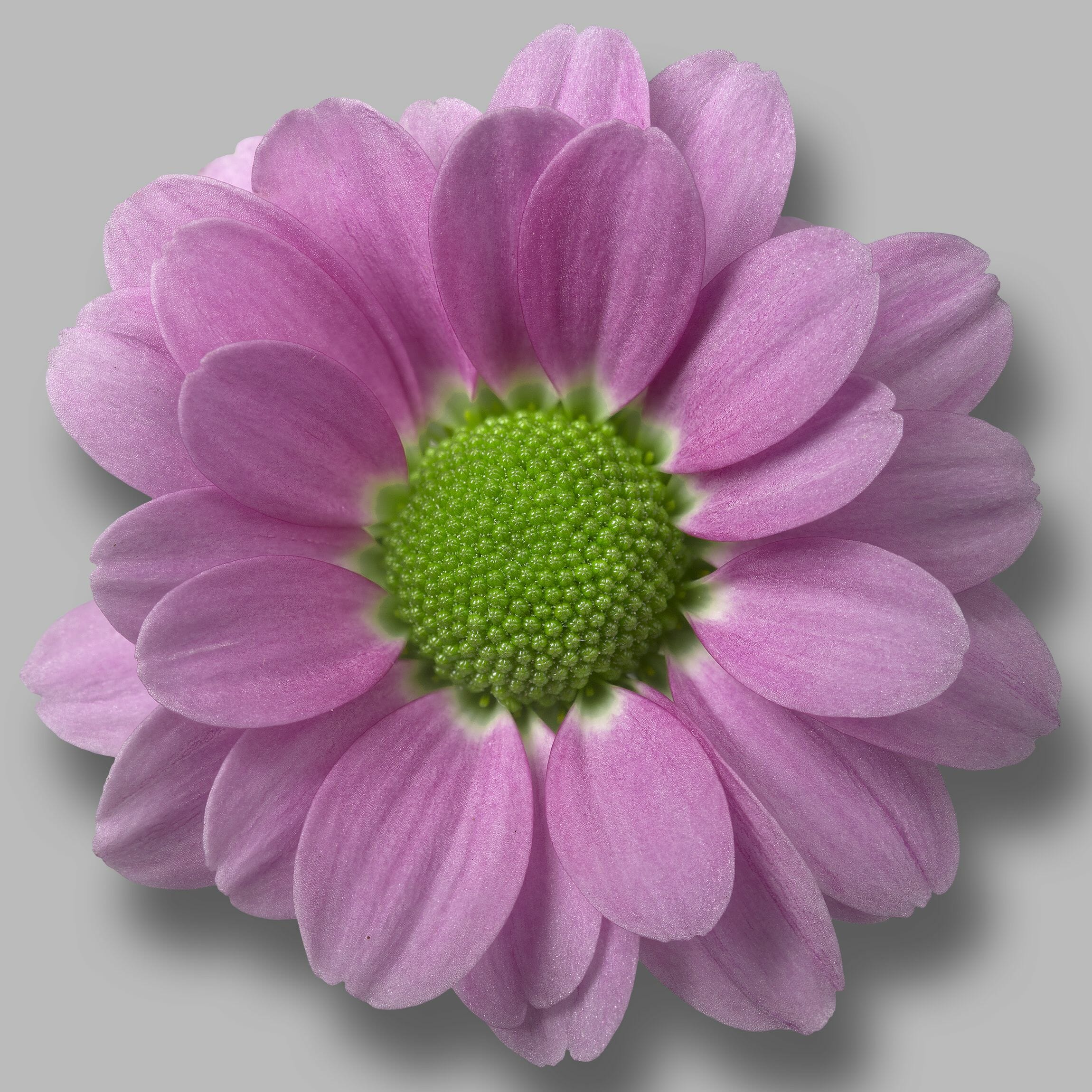 AAA Krissi - Just Chrys