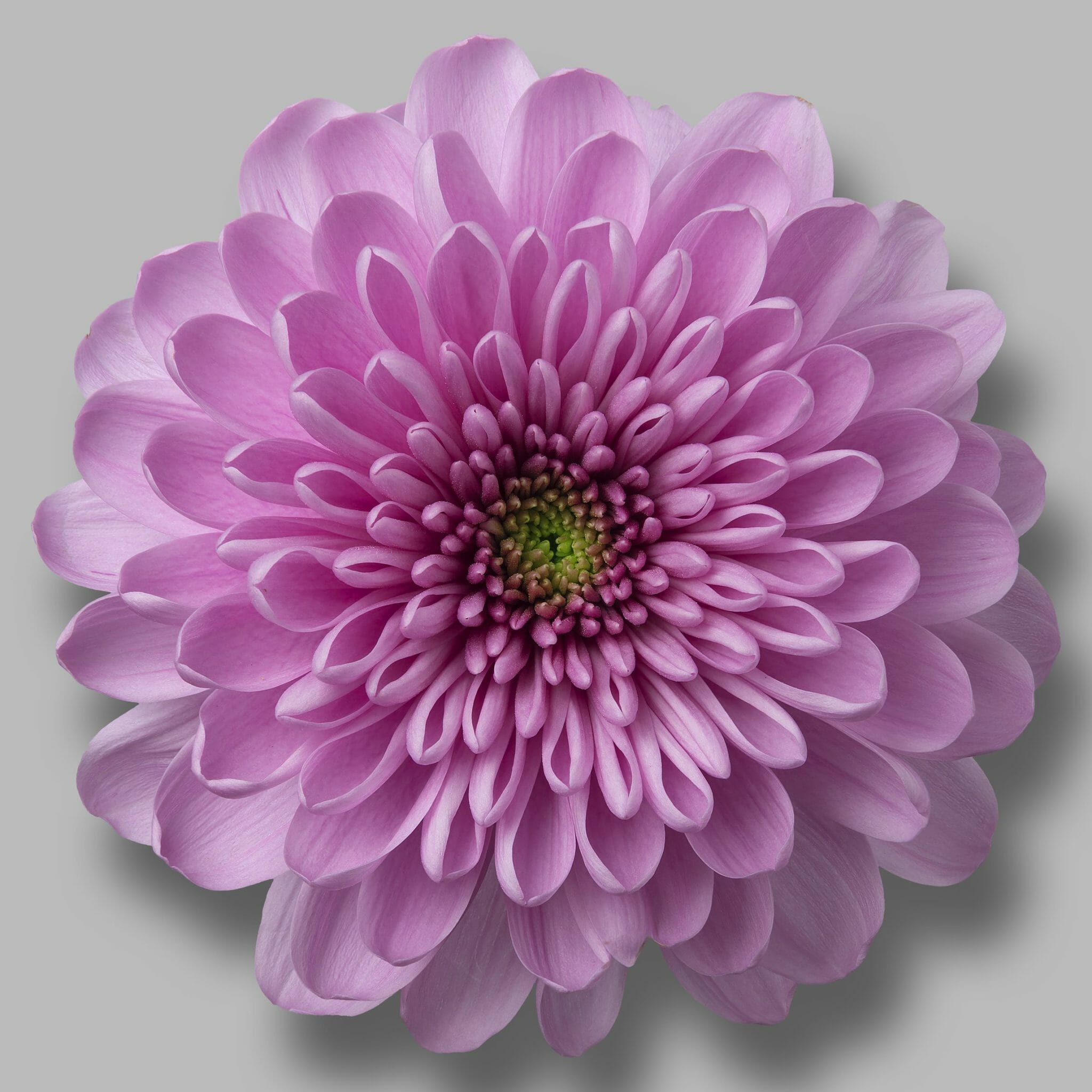 Assortiment : tous les chrysanthème du moment - Just Chrys