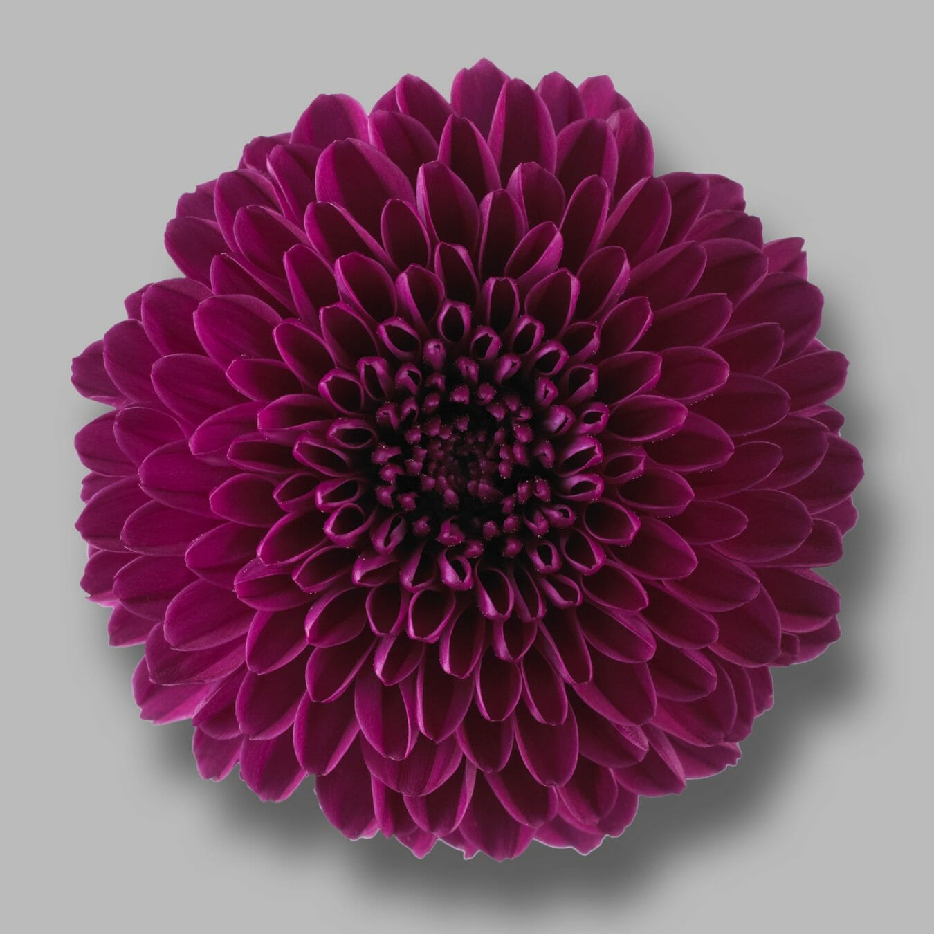 Assortiment : tous les chrysanthème du moment - Just Chrys