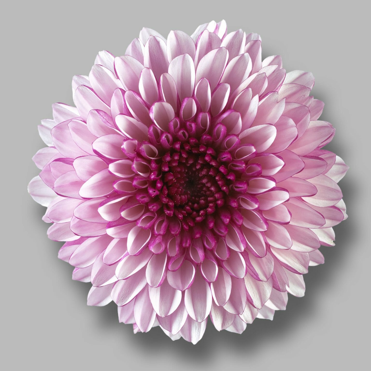 Assortiment : tous les chrysanthème du moment - Just Chrys